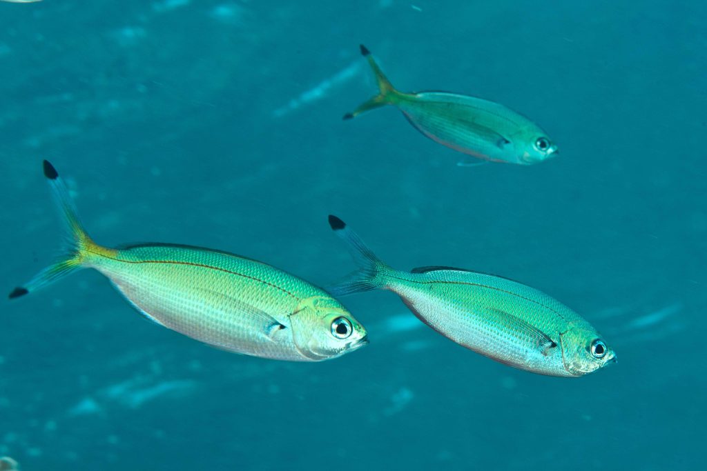 Marine Pollution Risks on LMR - SFISH PROJECT